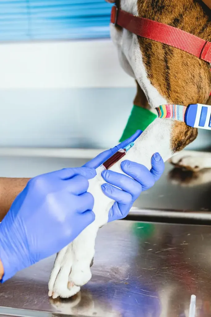 Veterinary Clinic Cleaning Services London – Pet Hygiene